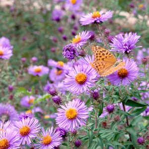 Best native plants for Northeast gardens - The Plant Native
