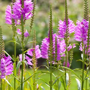 Best native plants for Northeast gardens - The Plant Native